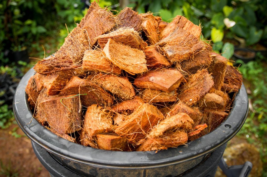 Benefits Of Using Coco Coir For Plants Indoors & Outdoors