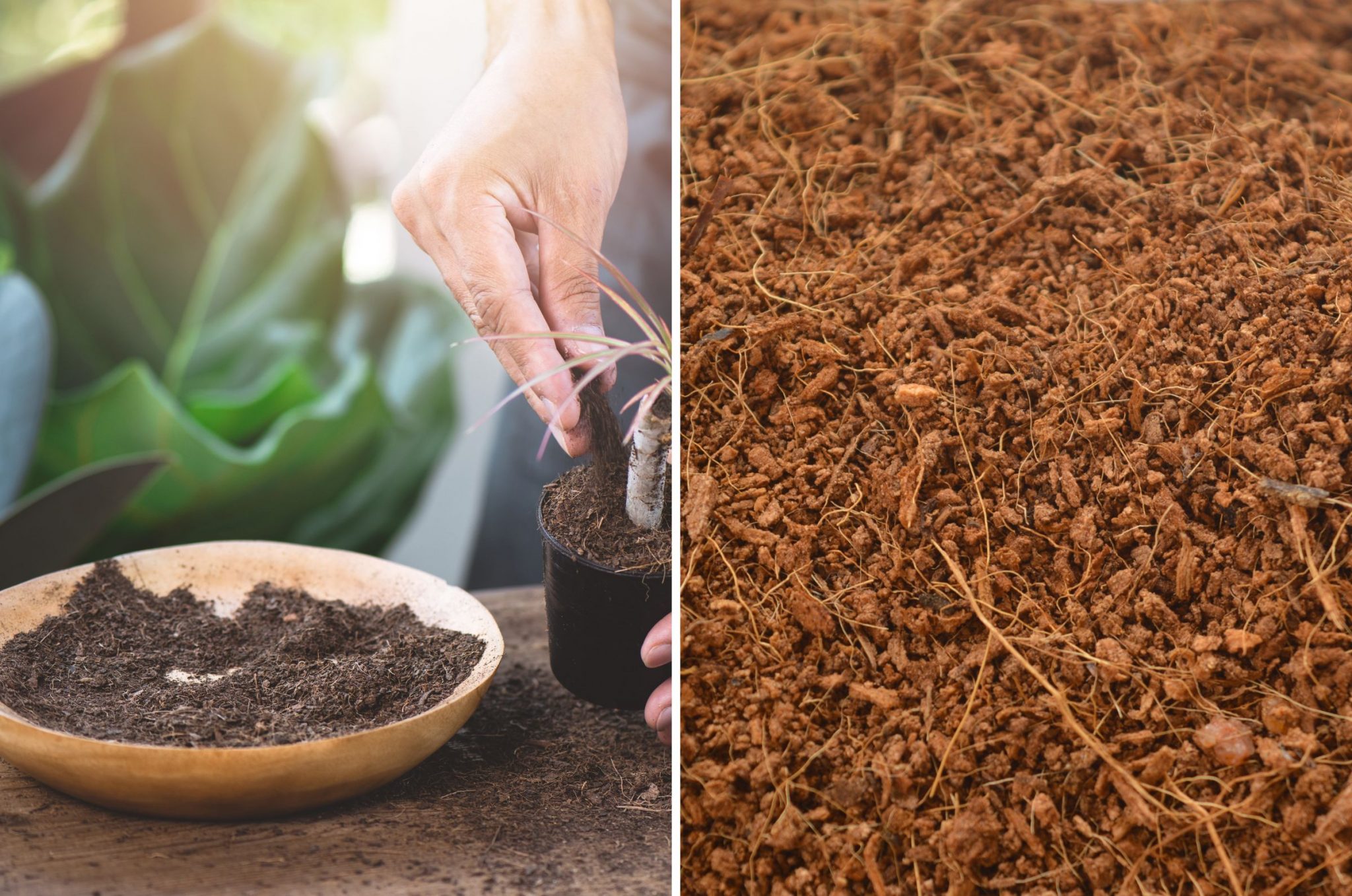 The Main Differences And Similarities Of Coco Peat vs Coco Coir