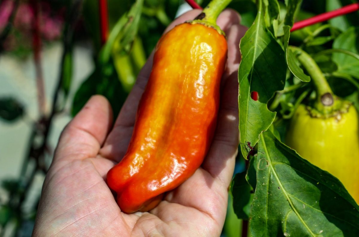 25 Best Types Of Pepper Plants To Grow In A Vegetable Garden