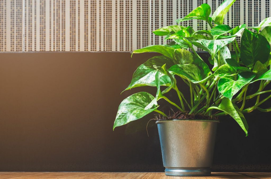 Devil's Ivy Care: How To Keep Your Pothos Happy And Healthy