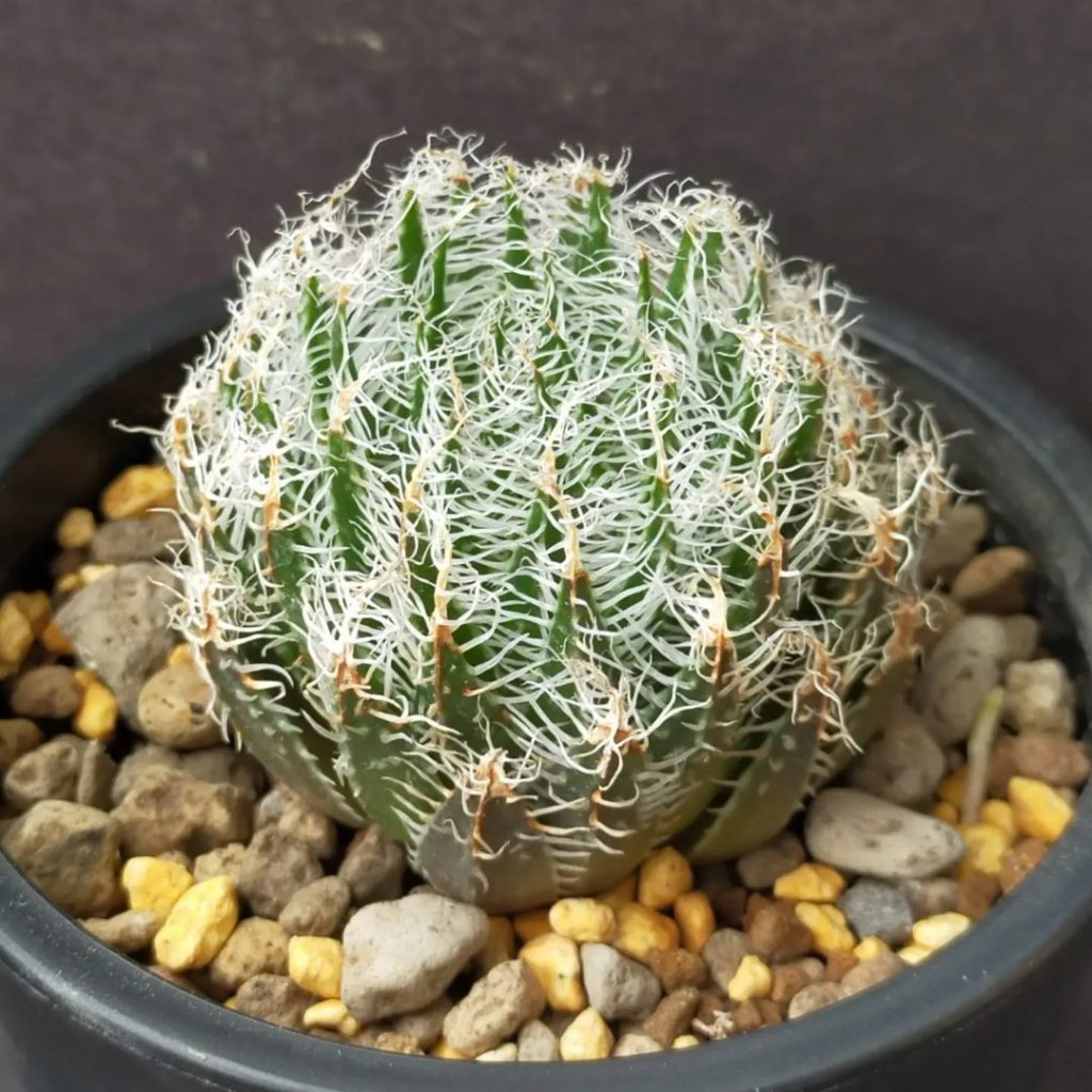 15 Haworthia Types For Every Home And Their Care Guide