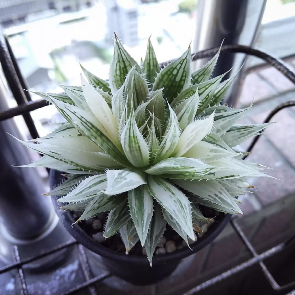 15 Haworthia Types For Every Home And Their Care Guide