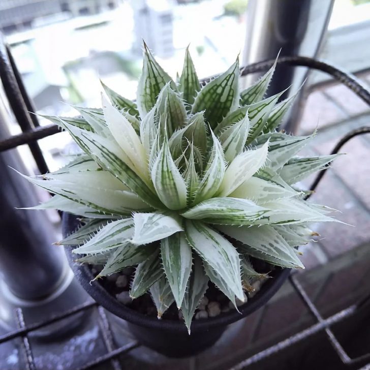 15 Haworthia Types For Every Home And Their Care Guide