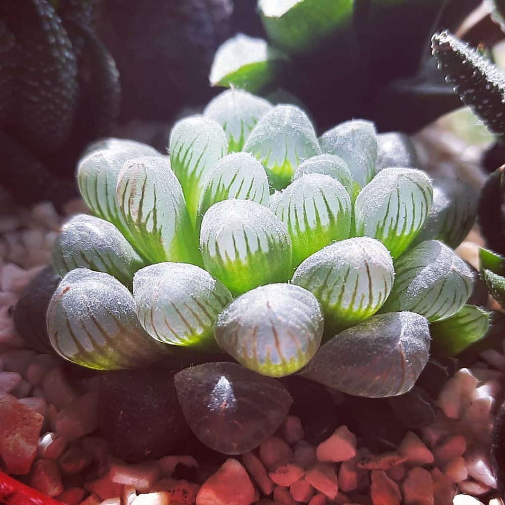 15 Haworthia Types For Every Home And Their Care Guide