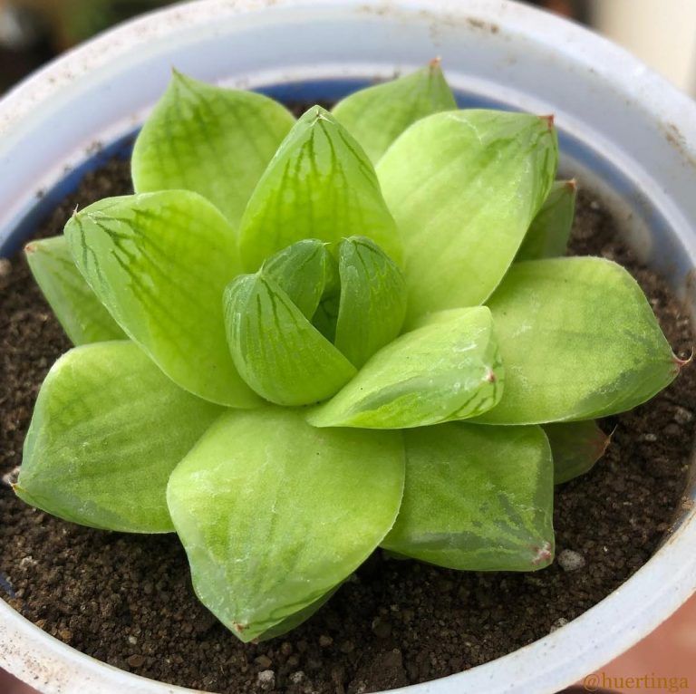 15 Haworthia Types For Every Home And Their Care Guide
