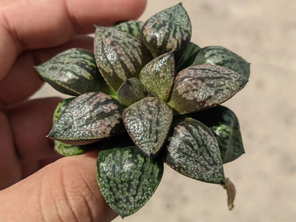 15 Haworthia Types For Every Home And Their Care Guide