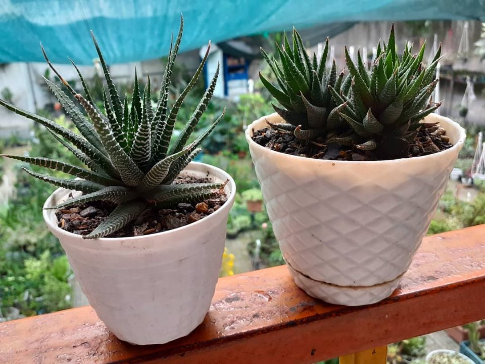 15 Haworthia Types For Every Home And Their Care Guide