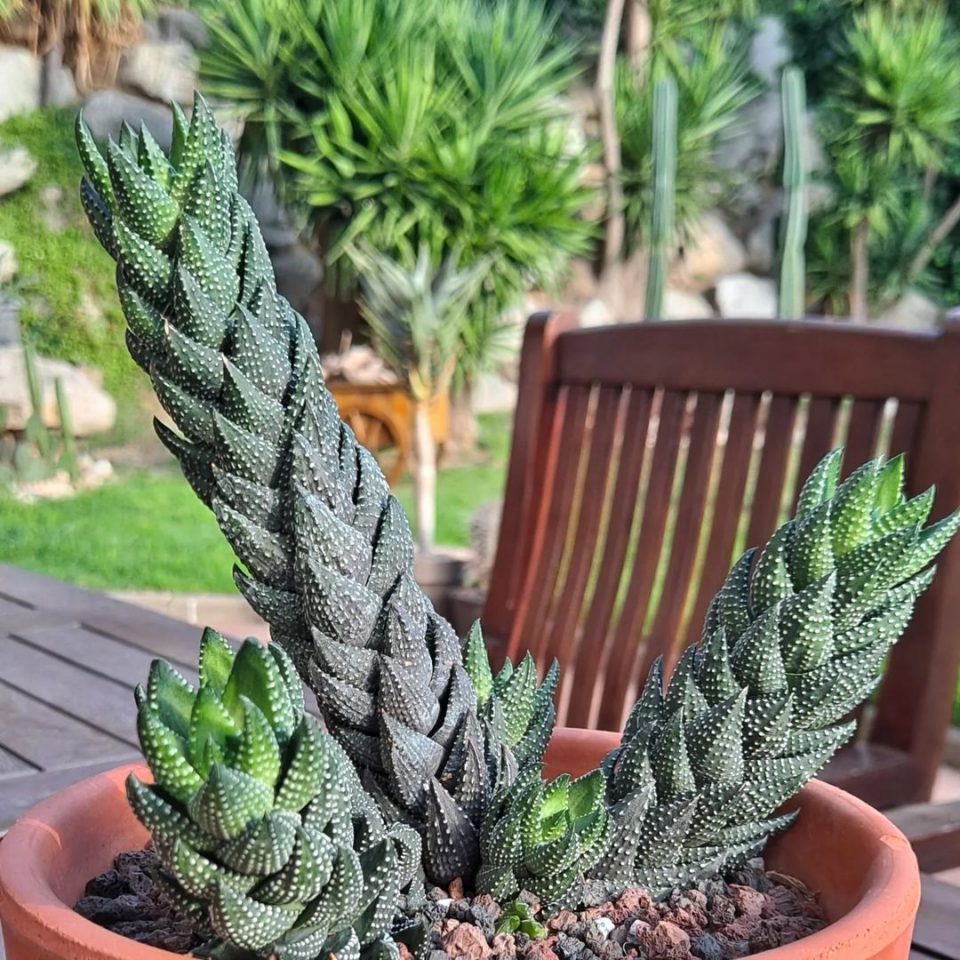 15 Haworthia Types For Every Home And Their Care Guide