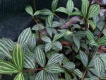 29 Absolutely Spectacular Peperomia Varieties For Your Home