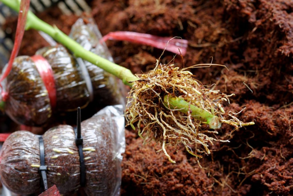 A Detailed Guide To Plant Propagation Methods