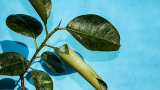 The Causes Of Ficus Leaves Curling And How To Fix Them