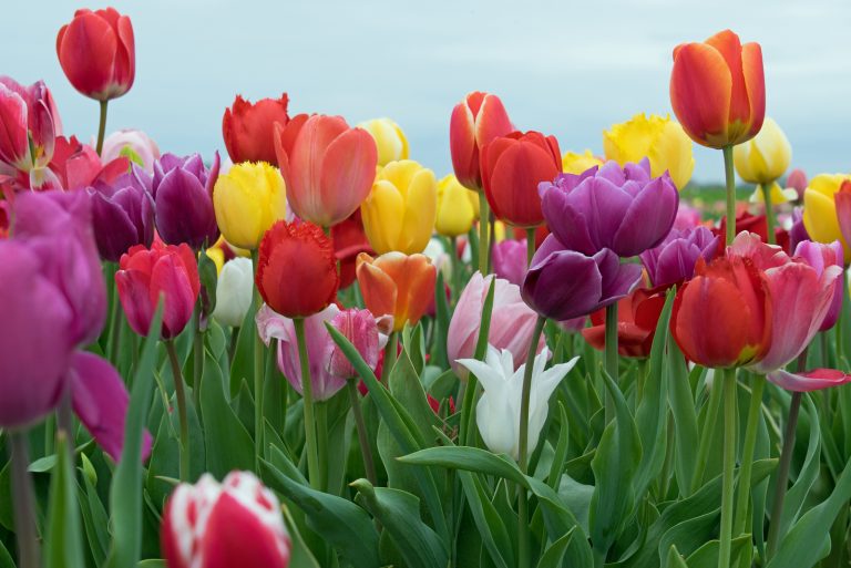 What’s The Popular Tulip Color Meaning And Symbolism?