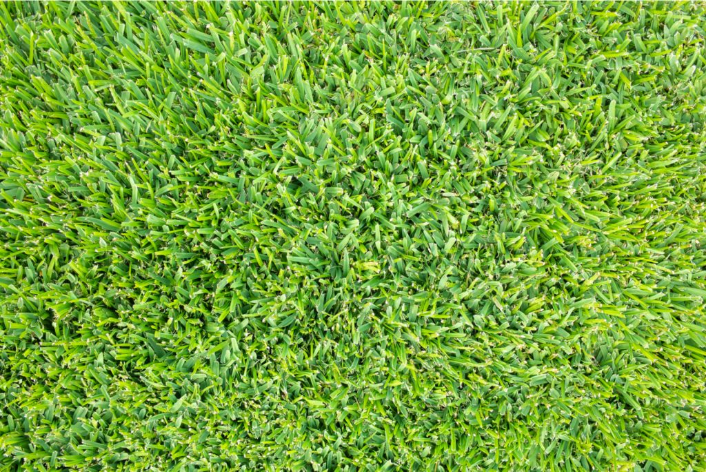 Learn How Fast Does Grass Grow & What Are Slow-growing Grasses