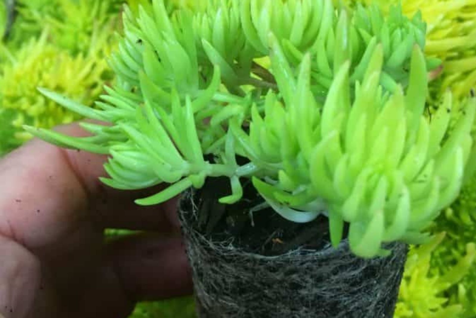 What A Lemon Ball Sedum Is And How To Take Care Of It