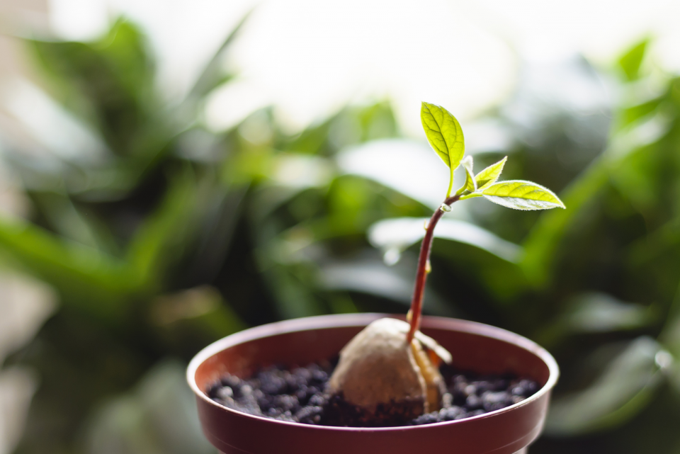 All You Need To Know About The Avocado Seed Growing Stages