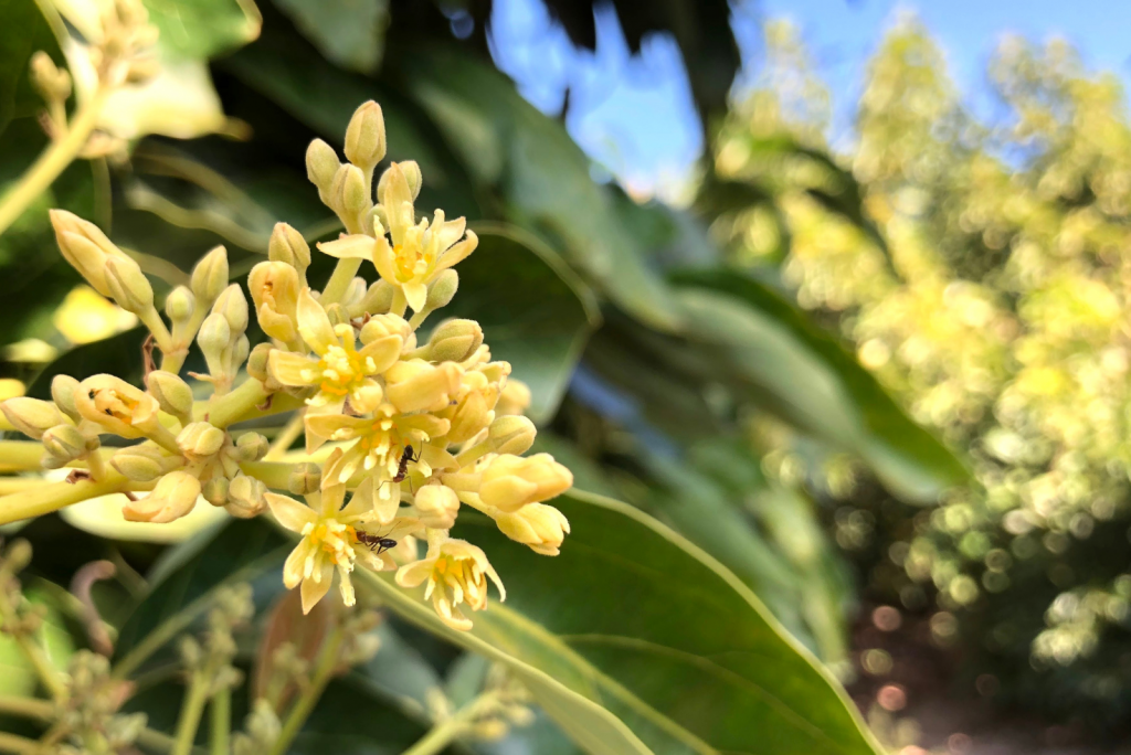 All You Need To Know About The Avocado Seed Growing Stages