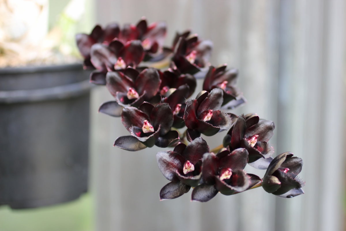 Dive Into Plant Elegancy & See The True Meaning Of Black Orchids