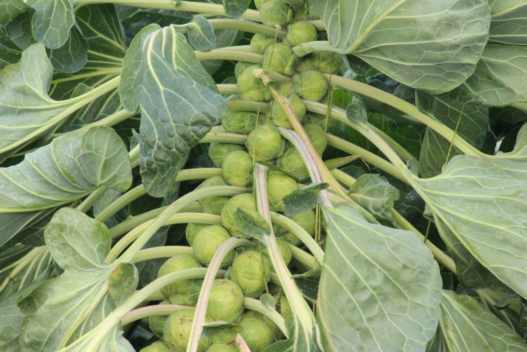 All You Need To Know About The Brussel Sprouts Growing Stages