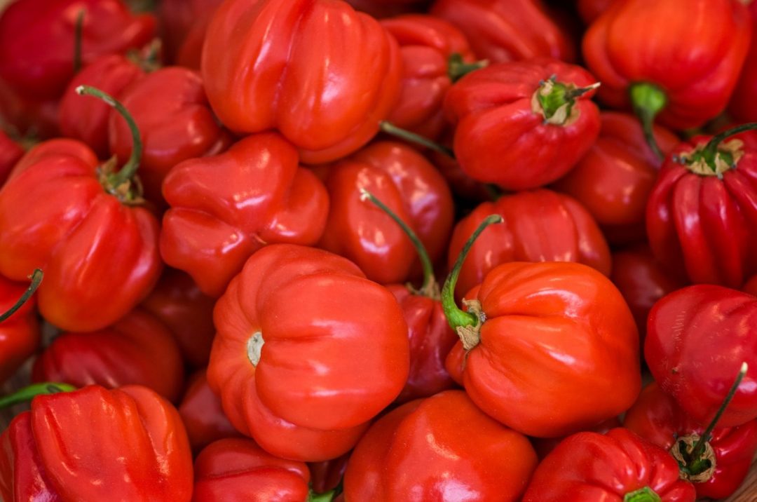 How To Grow And Take Care Of The Caribbean Red Habanero