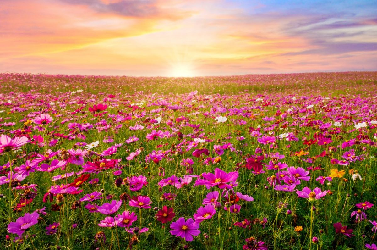 Cosmos Flower Meaning: What Makes This Flower So Special?