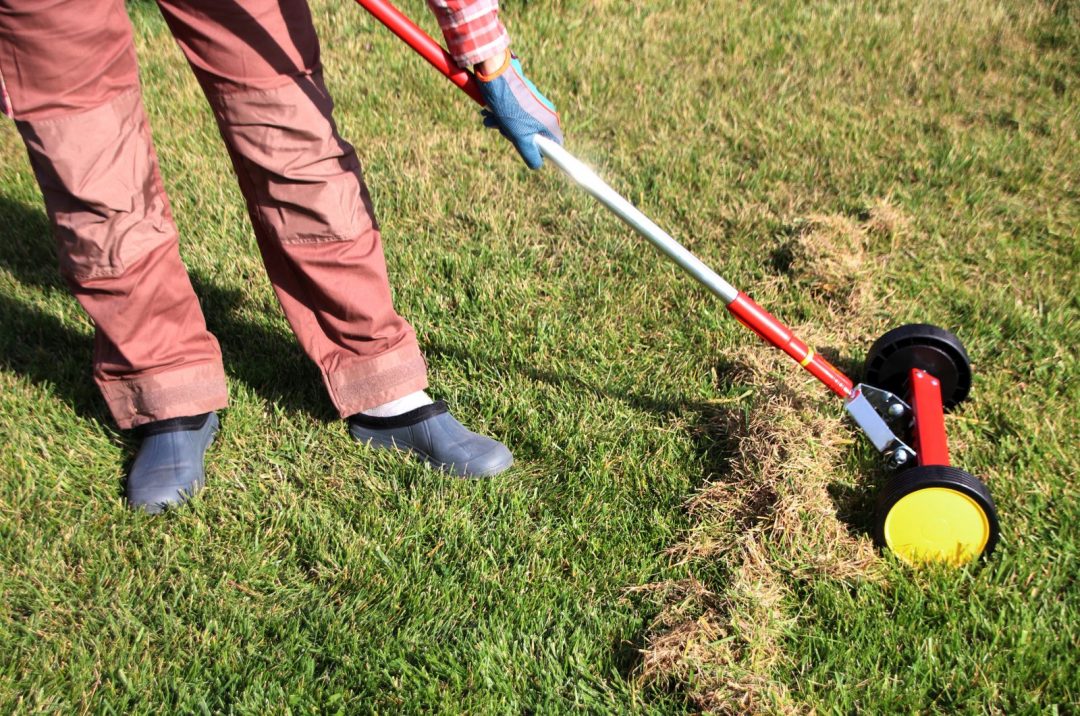The Pros And Cons Of Dethatching Lawn To Help You Decide