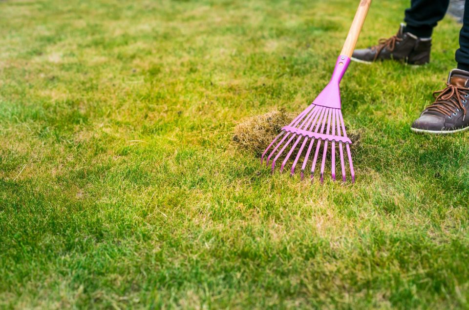 The Pros And Cons Of Dethatching Lawn To Help You Decide