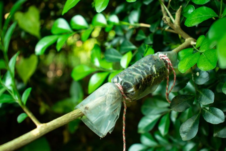 A Detailed Guide To Plant Propagation Methods