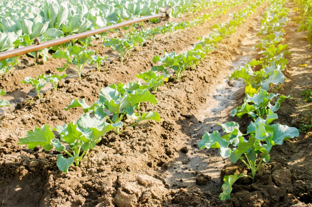 What Is The Perfect Broccoli Plant Spacing? Tips And Tricks