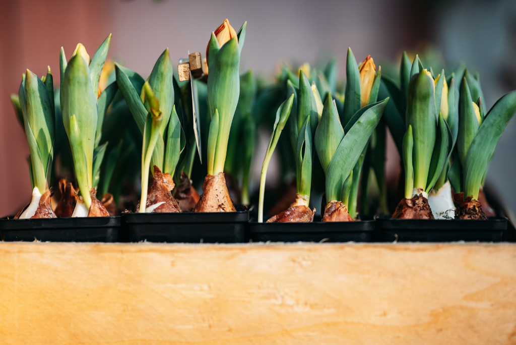 Helpful Tips For Growing And Caring For Hydroponic Tulips
