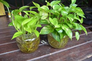 Devil's Ivy Care: How To Keep Your Pothos Happy And Healthy