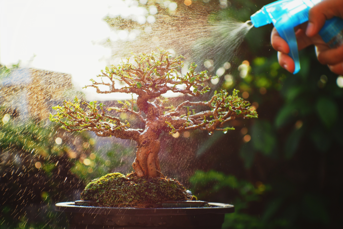 Beginner Friendly Step-by-step Guide To Repotting Bonsai