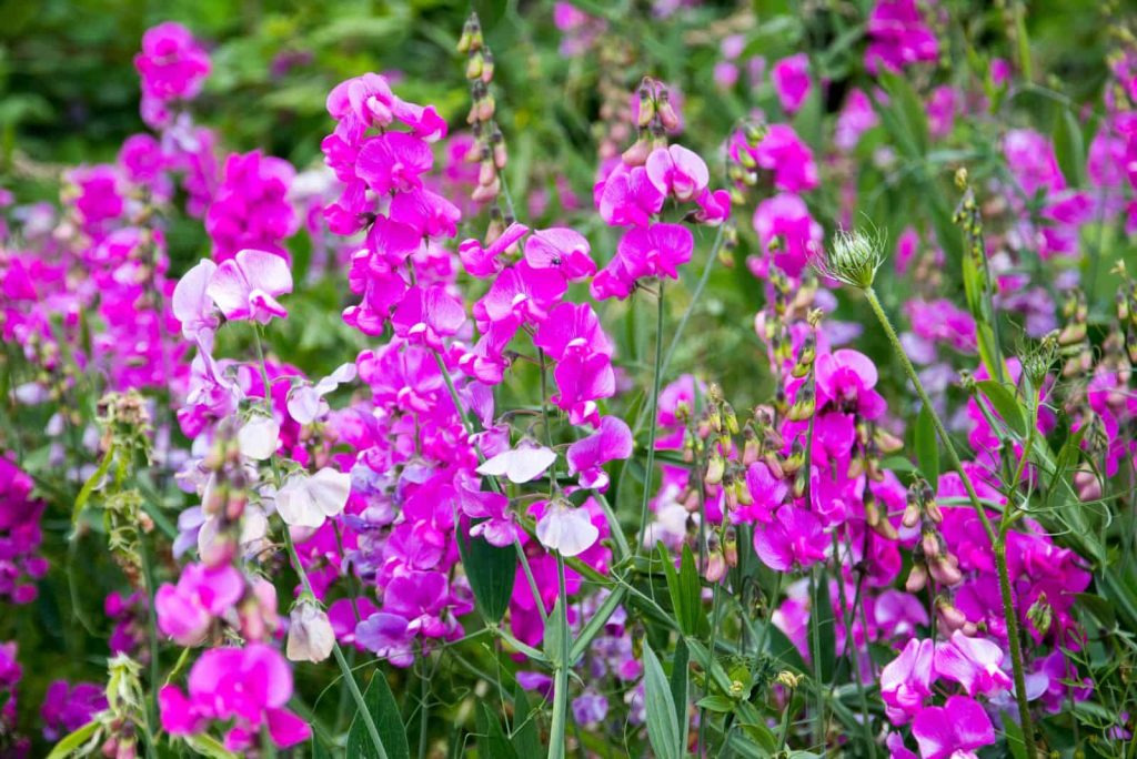 18 Flowers That Represent Strength Perfect For Any Garden