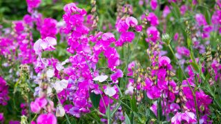 18 Flowers That Represent Strength Perfect For Any Garden