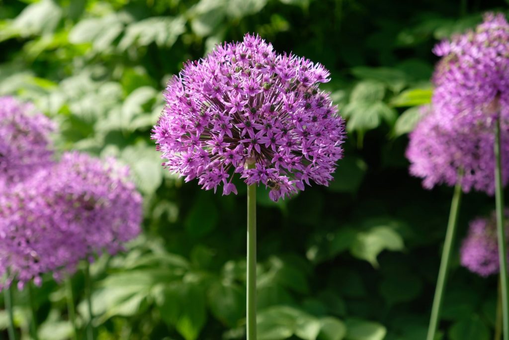 18 Flowers That Represent Strength Perfect For Any Garden