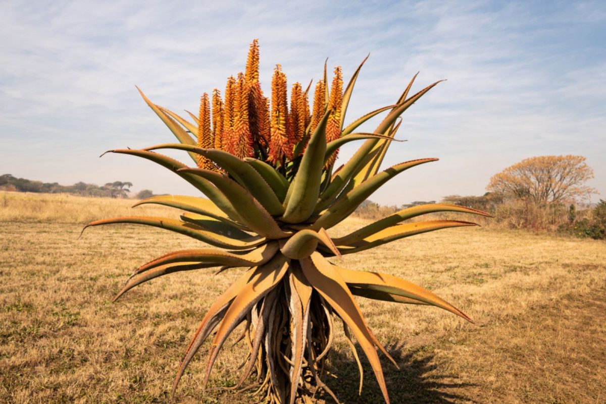 Spectacular Types Of Aloe Plants That You Can Grow