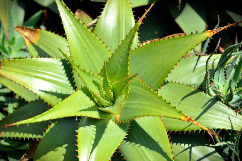 Spectacular Types Of Aloe Plants That You Can Grow