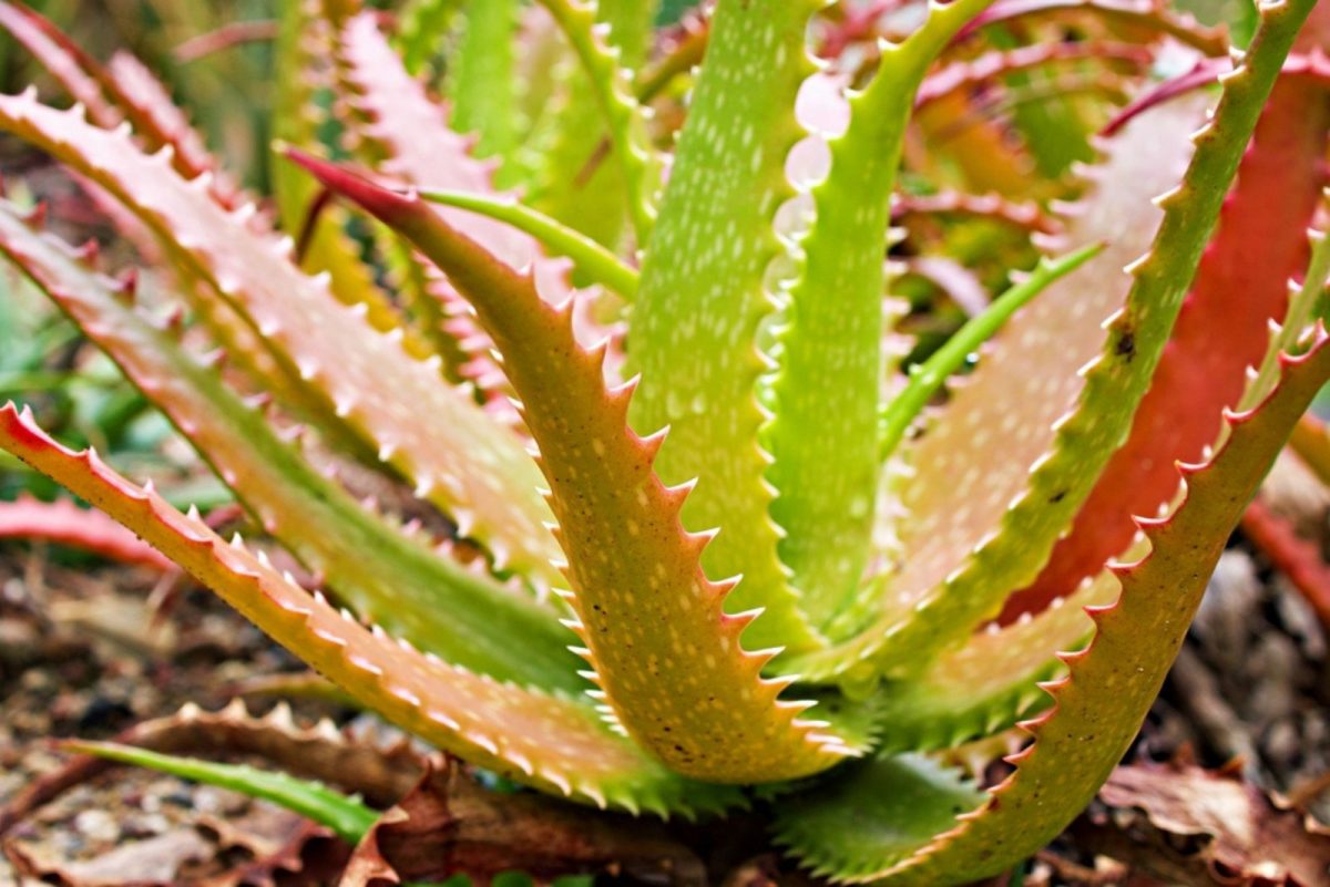 Spectacular Types Of Aloe Plants That You Can Grow