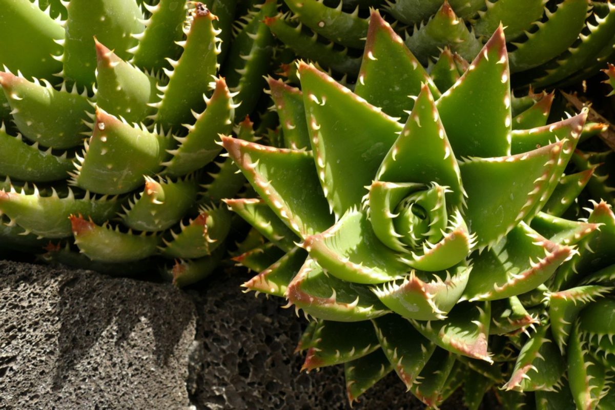 Spectacular Types Of Aloe Plants That You Can Grow