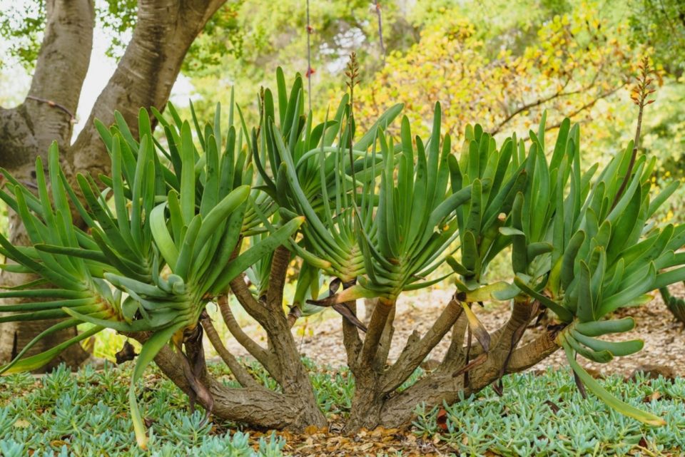 Spectacular Types Of Aloe Plants That You Can Grow