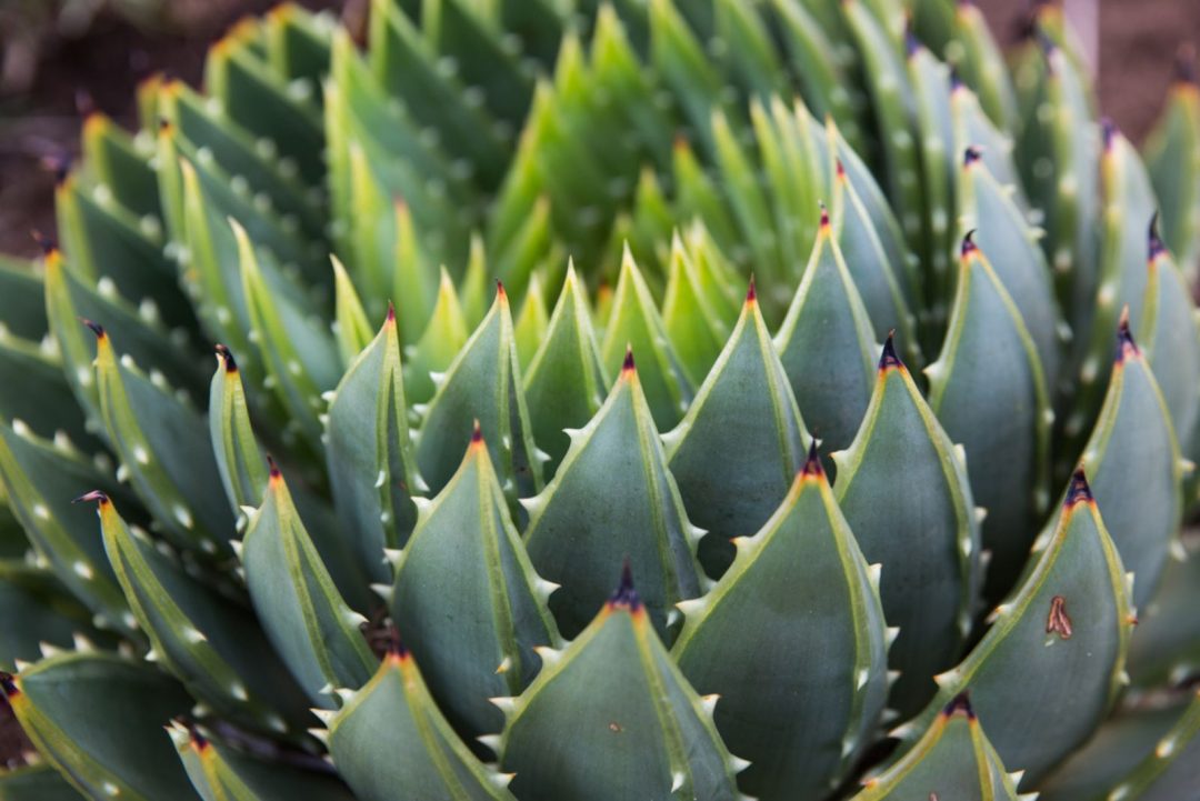 Spectacular Types Of Aloe Plants That You Can Grow
