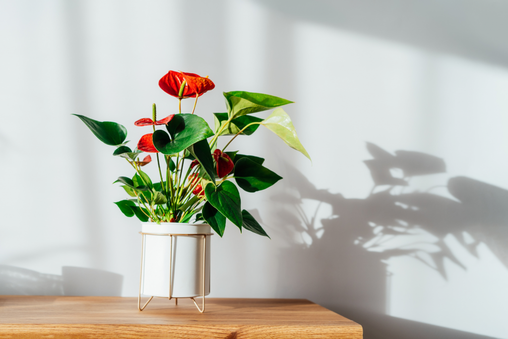 All You Need To Know About Anthurium Light Requirements