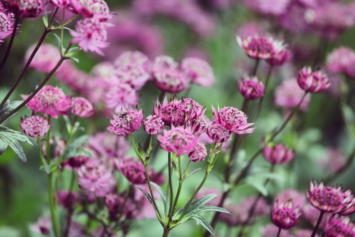 18 Flowers That Represent Strength Perfect For Any Garden