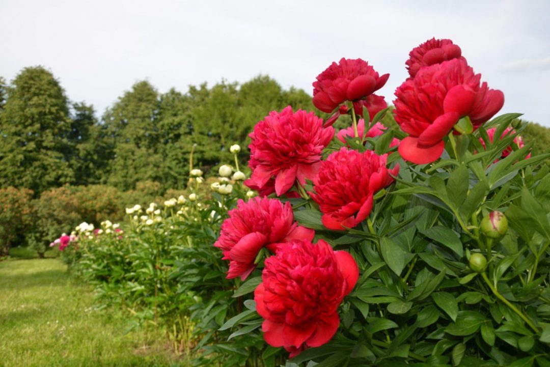 Everything You Need To Know About The Peony Growth Stages