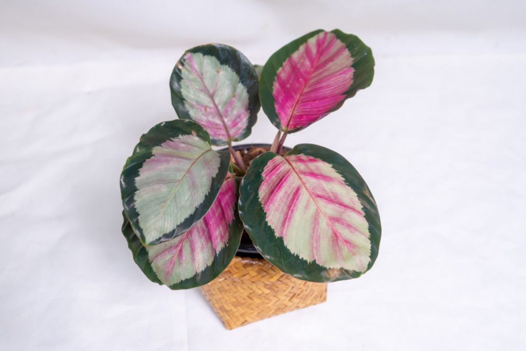 How To Grow And Care For The Calathea Roseopicta