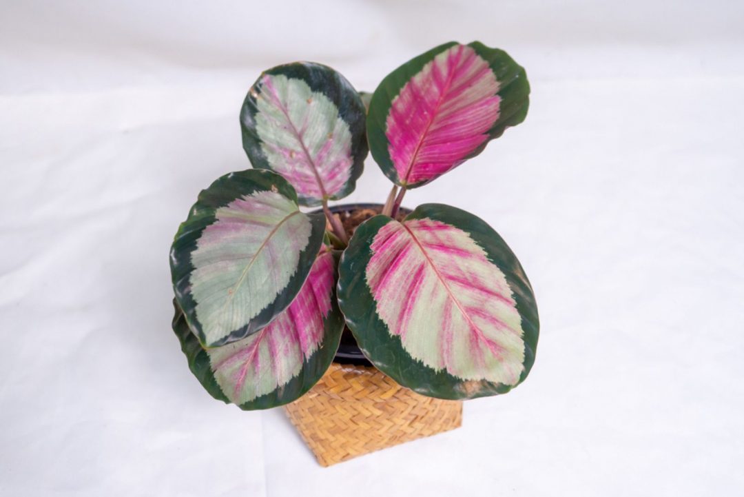 How To Grow And Care For The Calathea Roseopicta