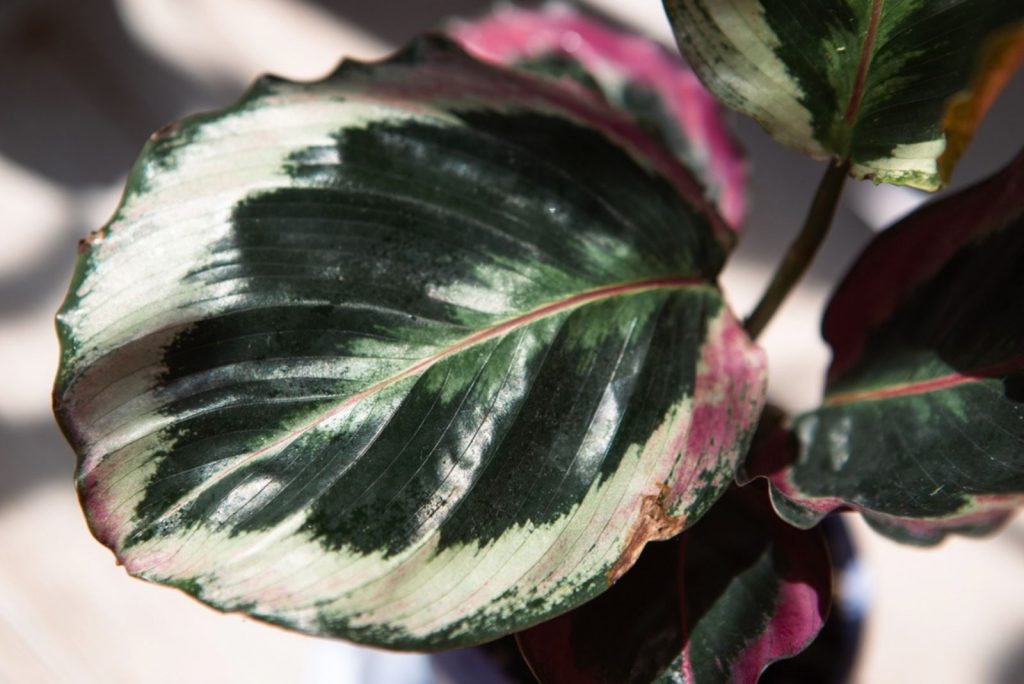 How To Grow And Care For The Calathea Roseopicta
