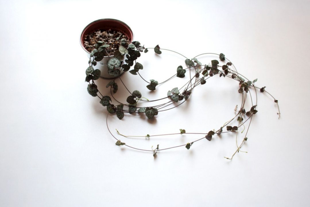 How To Grow And Care For The Unique String Of Needles