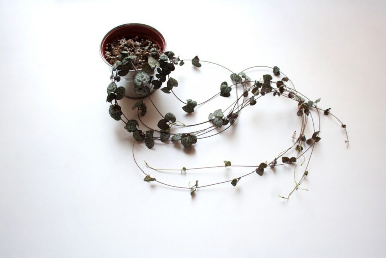 How To Grow And Care For The Unique String Of Needles