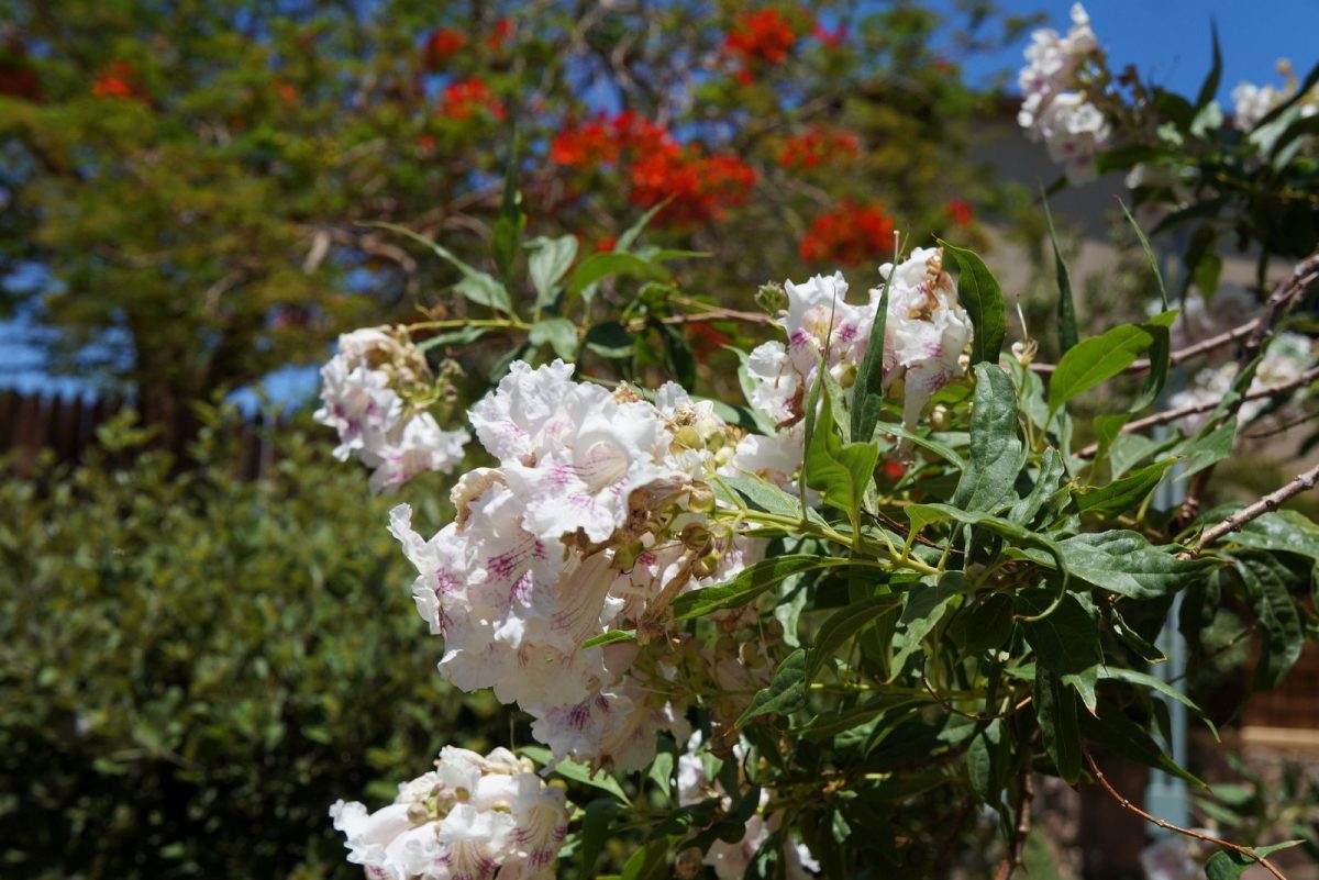 How To Take Care Of The Unique Chitalpa Tree