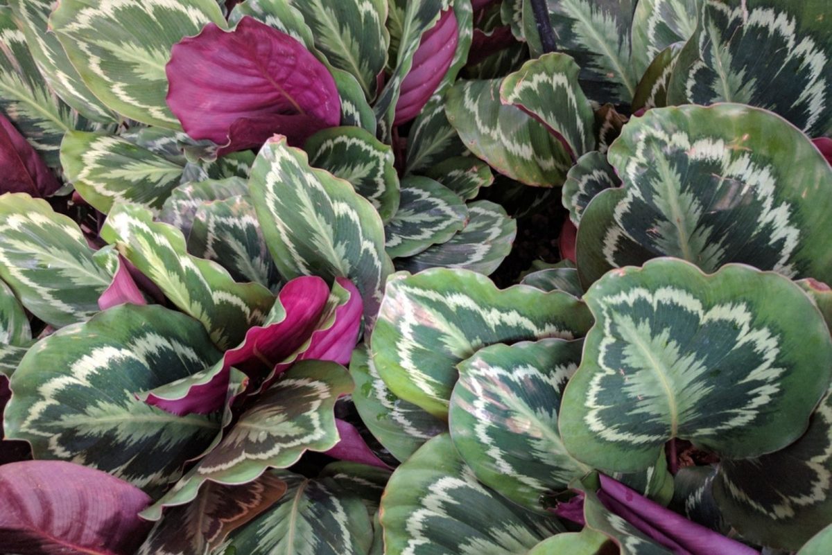 How To Grow And Care For The Calathea Roseopicta